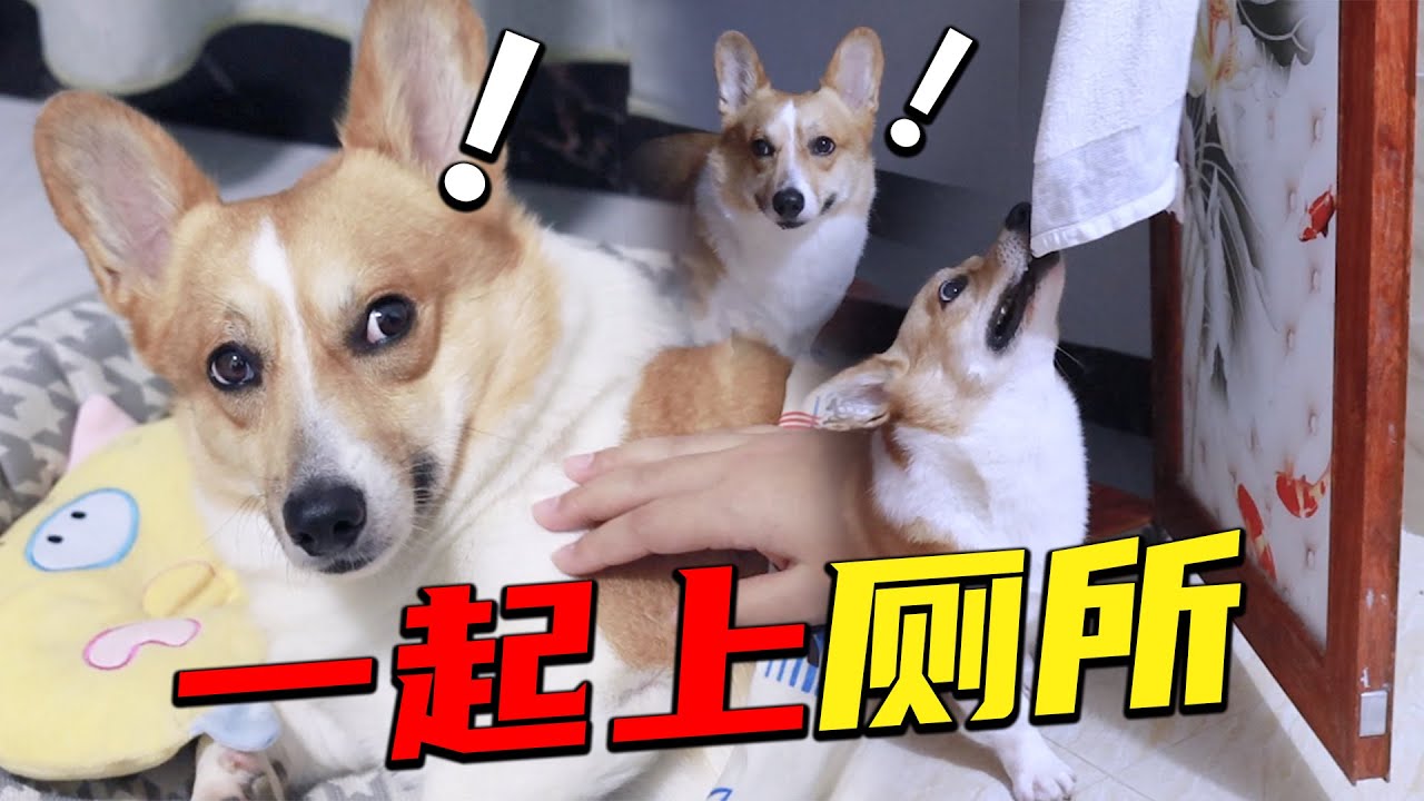 狗狗成精了,主人深夜不敢上厕所,狗子竟然还要大肉干才肯陪?|柯基|宠物 Youtube