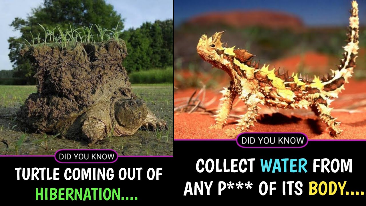 Do You Know Facts? Amazing Facts You Should Know Episode 25 | Facts ...