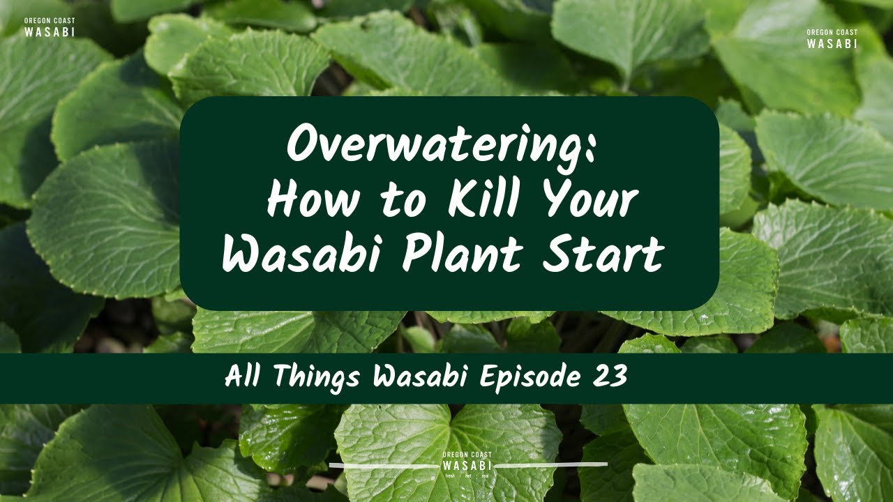 Overwatering: How to Kill Your Wasabi Plant Start All Things Wasabi ...