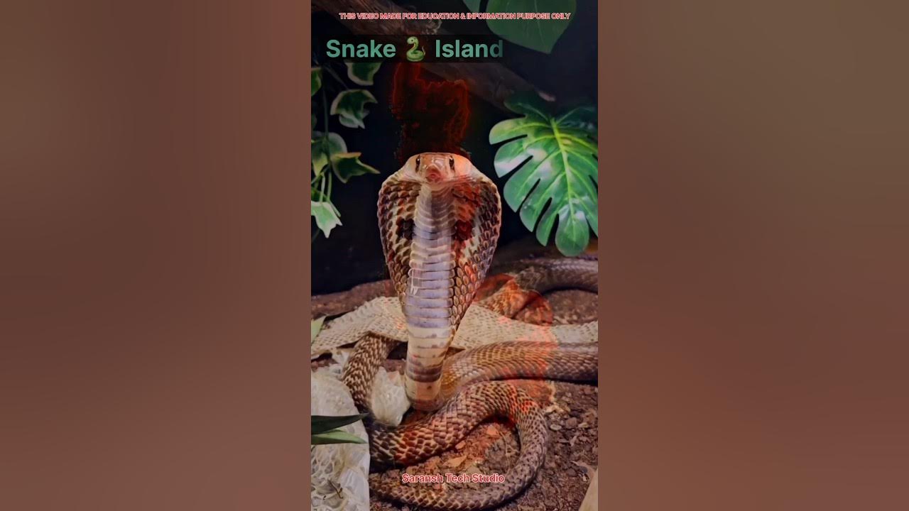 दुनिया की सबसे Dangerous प्लेस? 🐍 🇧🇷| Snake Island Brazil | #shorts #snakeisland - YouTube
