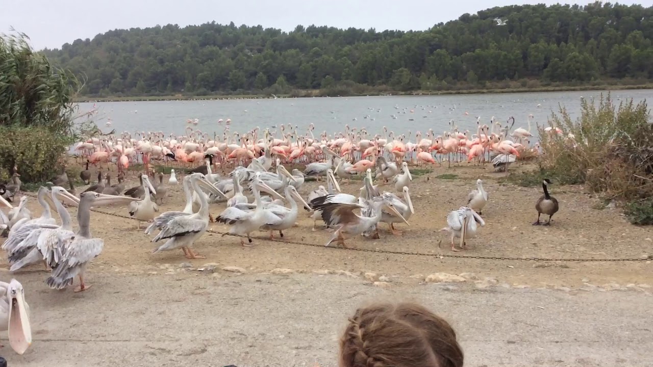 Pelicans, flamingos and ducks eating - YouTube