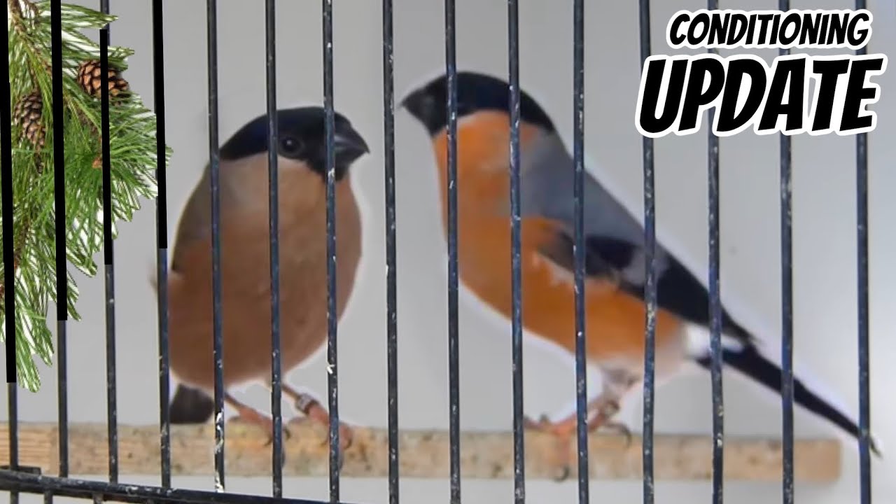 Breeding PREPARATION & Final Conditioning UPDATE - YouTube