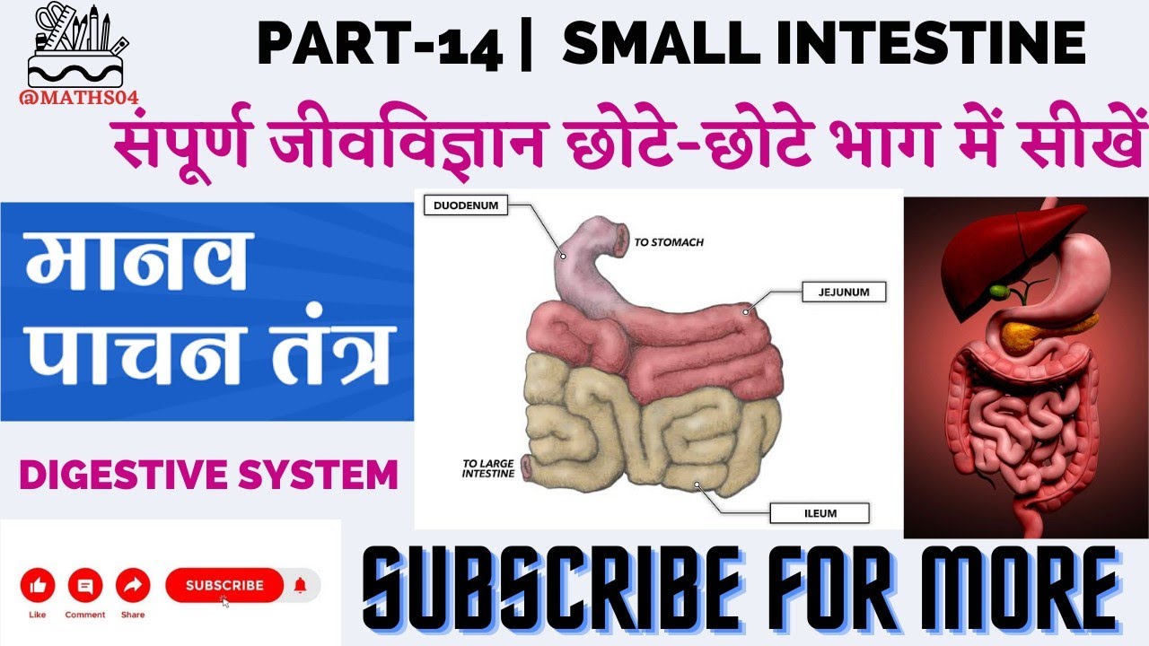 Small Intestine And Their Function | Digestive System In Human ...
