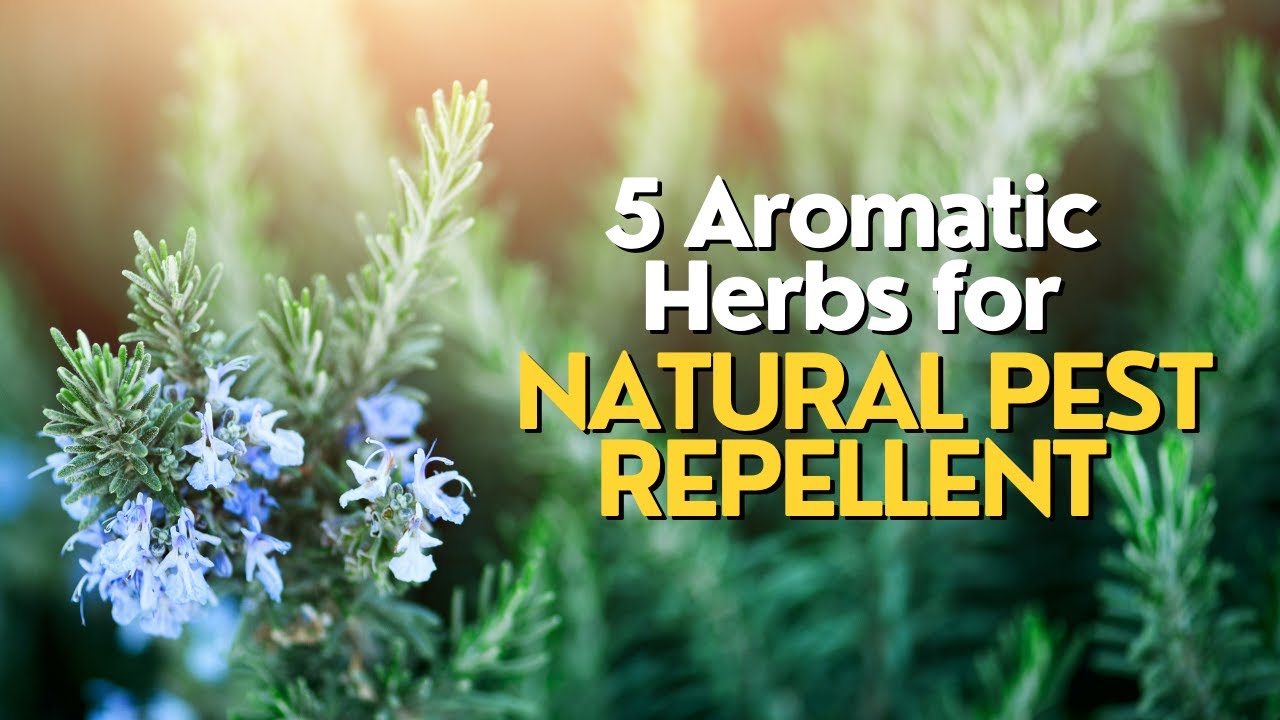 Top 5 Aromatic Herbs for Natural Pest Repellent - YouTube