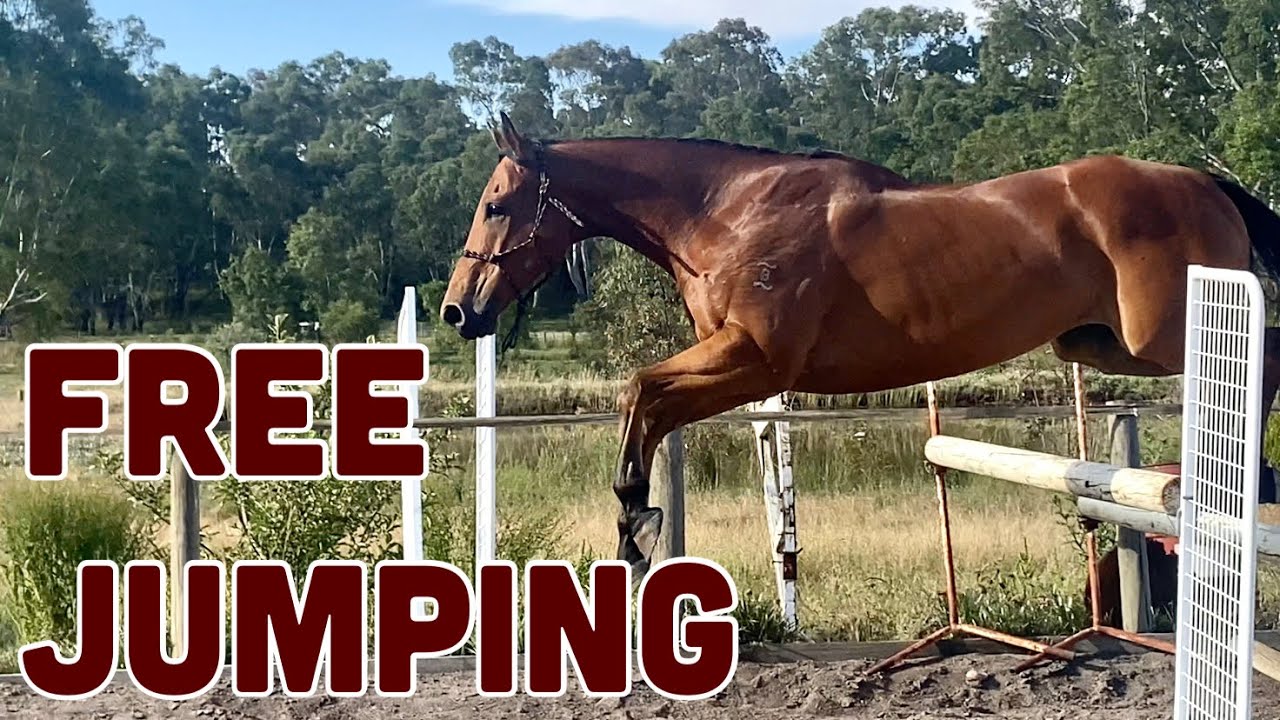 FREE JUMPING two THOROUGHBREDS - YouTube