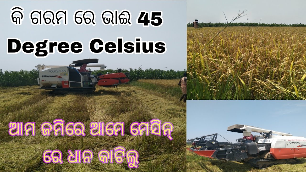 Dhan cutting machine paddy cutting machine |Rajkishar Sinu vlog| - YouTube