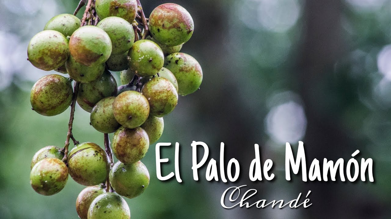 El Palo de Mamón - Ritmo Chandé - YouTube Music