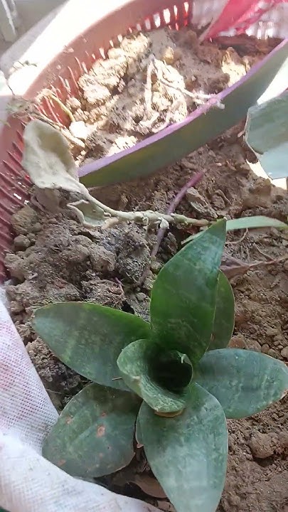 Katting Se Grow Hone Wala Permanent Flowering Plant βοΈπ΅βοΈπ΅short