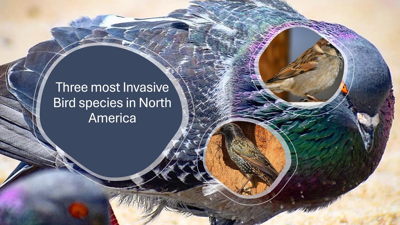 Top 3 most invasive bird species in North America - YouTube