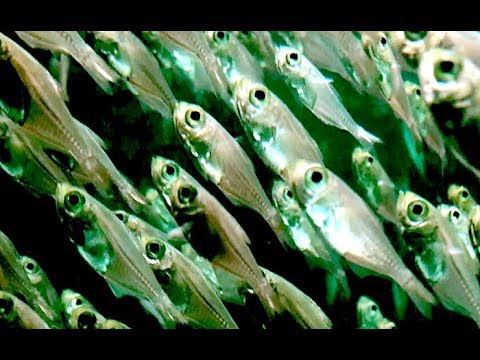 キンメモドキ Slender sweeper,Pigmy sweeper Parapriacanthus ransonneti - YouTube
