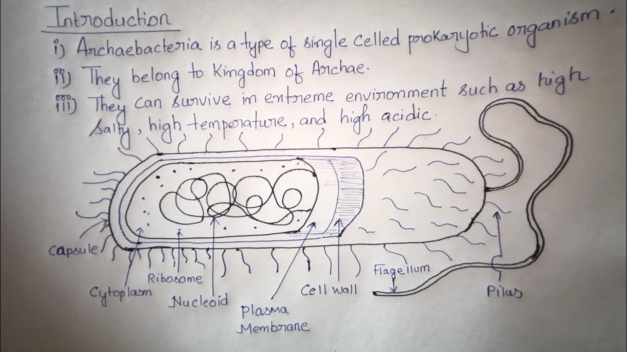 Introduction to Archaebacteria || B.Sc. Botany Notes || Gauhati ...