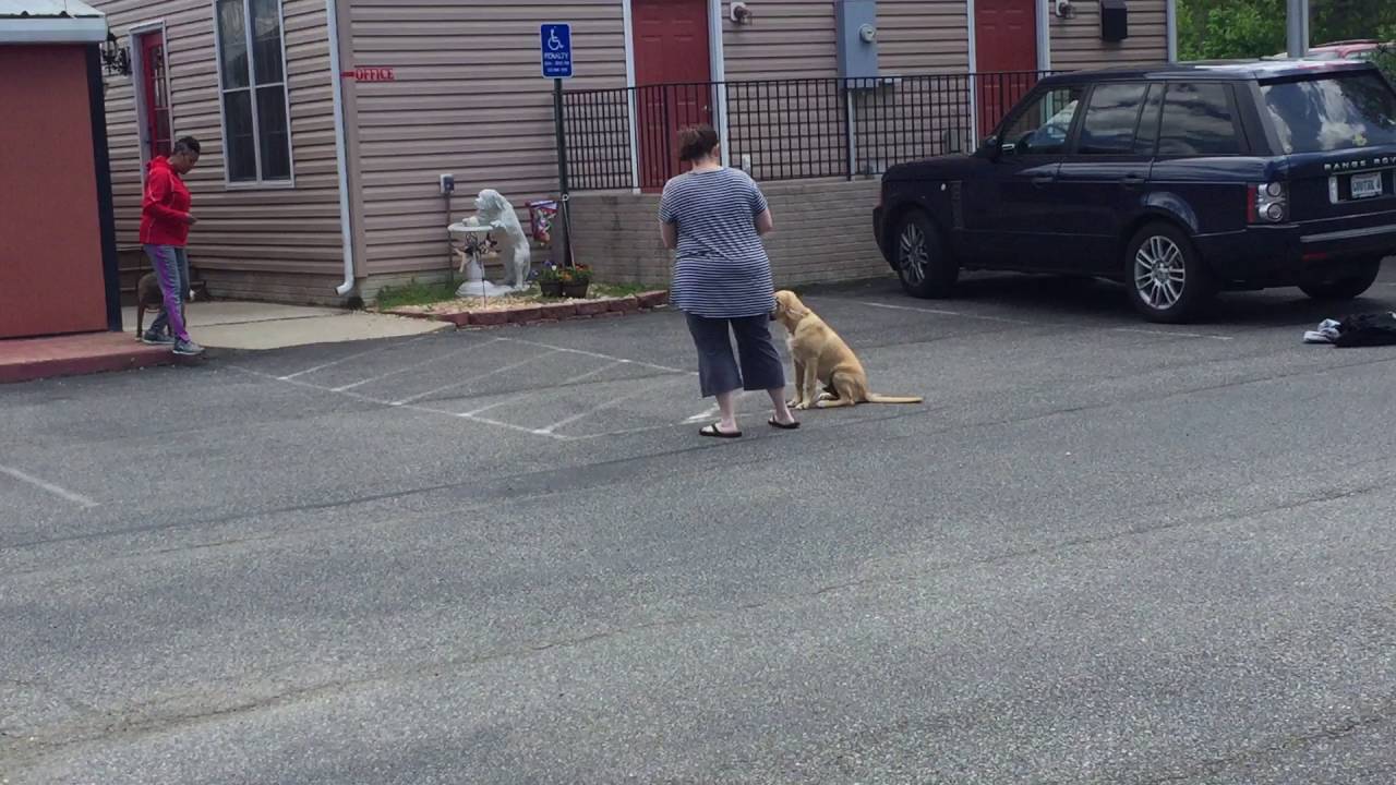 Bully Brigade dog trainer, Kelli Parker - YouTube