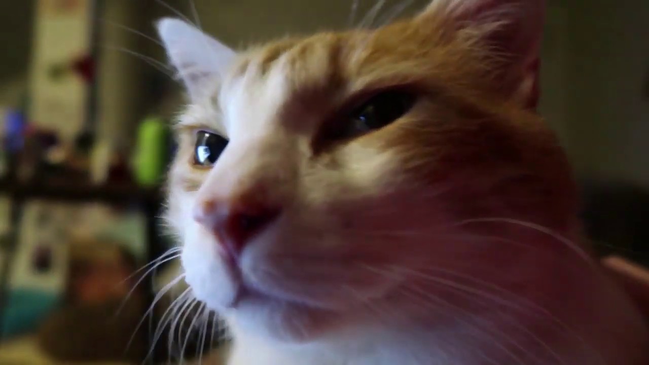 Happy Purring Cat - YouTube