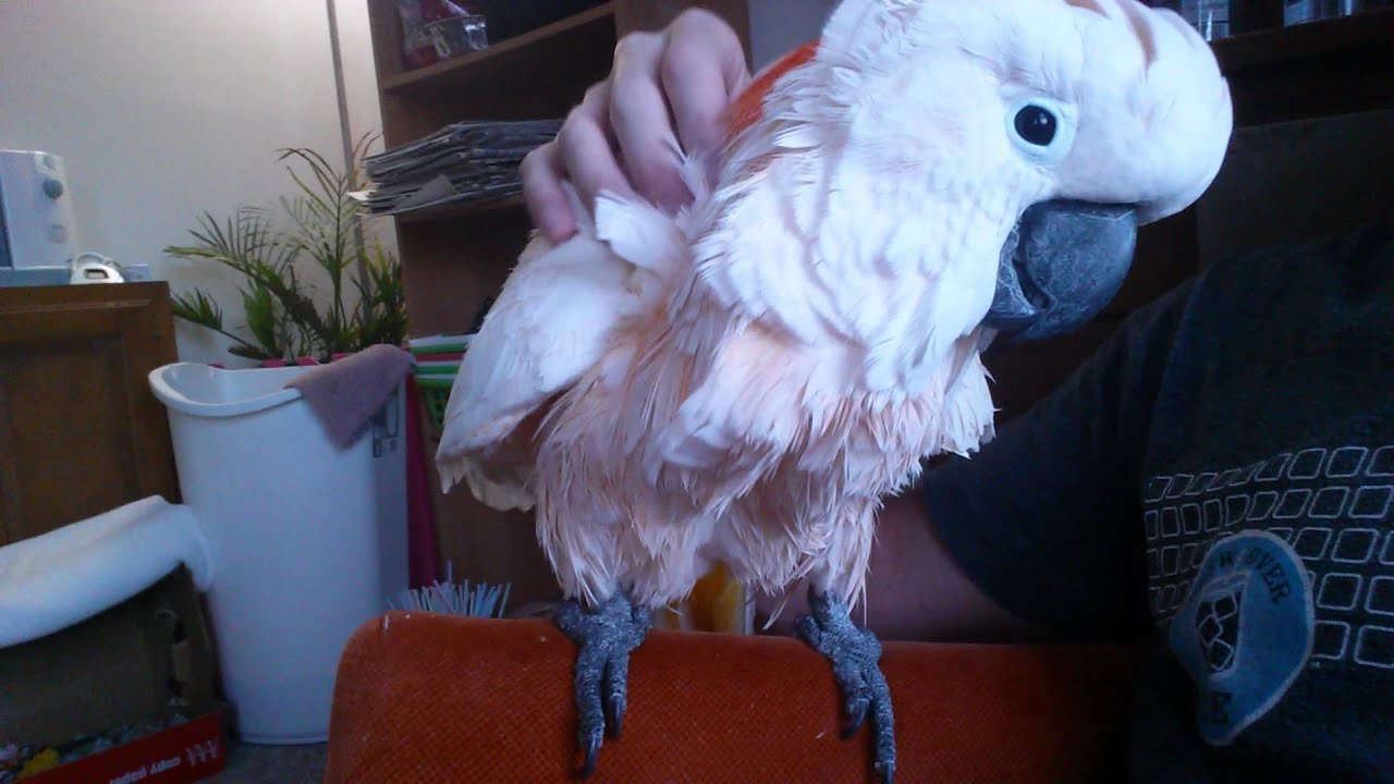 Fluff And Dry - YouTube