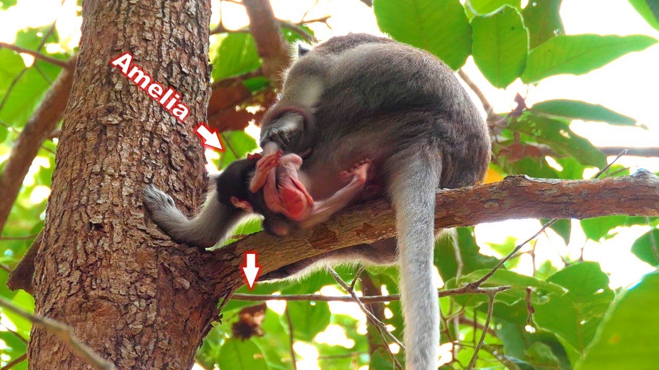 Adorable baby Amelia almost fell out of a tree as she tried to ask for ...