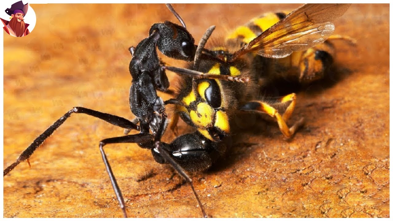 15 Batallas Épicas Entre Hormigas E Insectos Voladores - YouTube