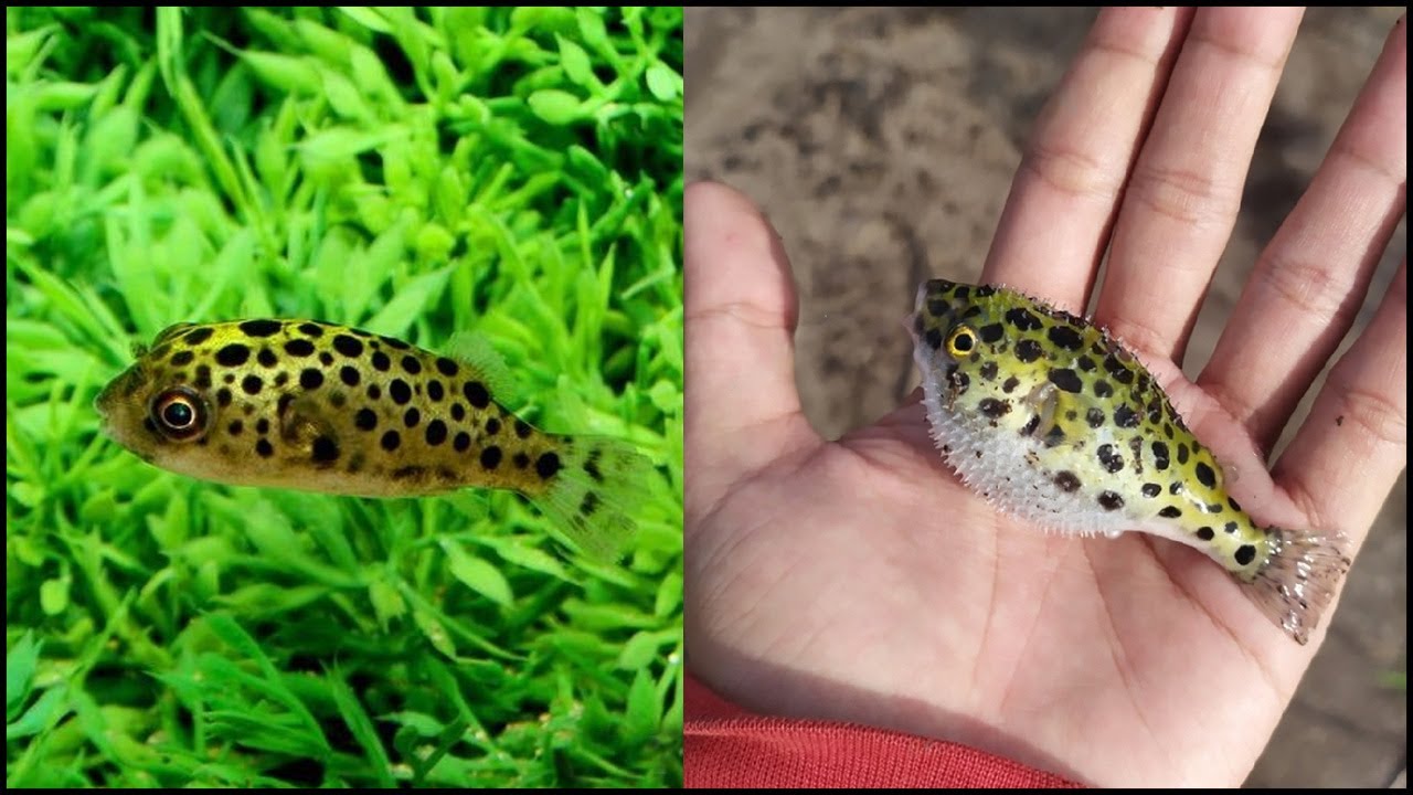CARA MERAWAT IKAN BUNTAL AIR TAWAR UNTUK PEMULA - YouTube