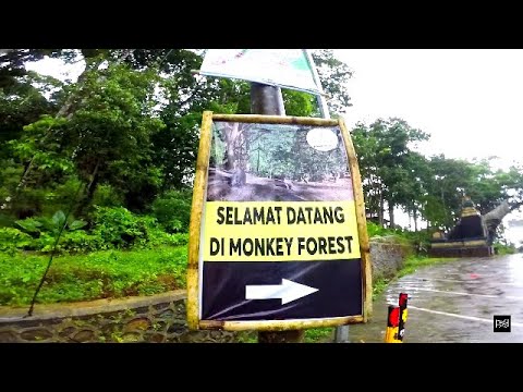 SINGGAH DI TAMAN WISATA HUTAN PUSUK PASS//MATARAM - YouTube