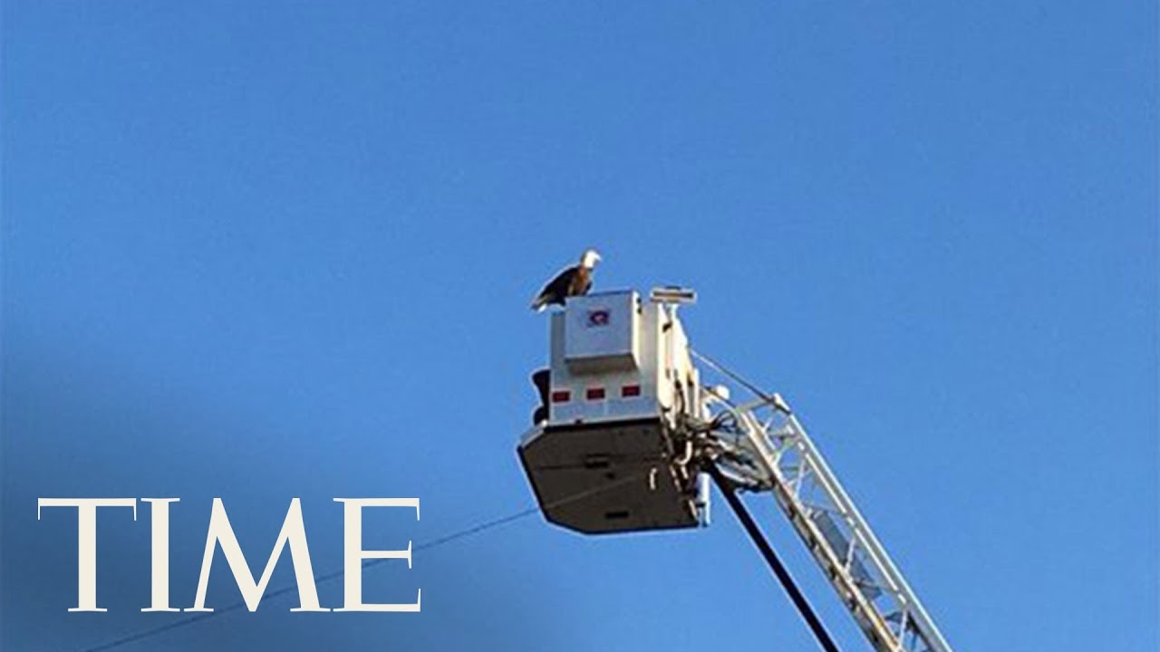Bald Eagle Lands On Fire Truck During 9/11 Ceremony: Doesn't Get Much ...