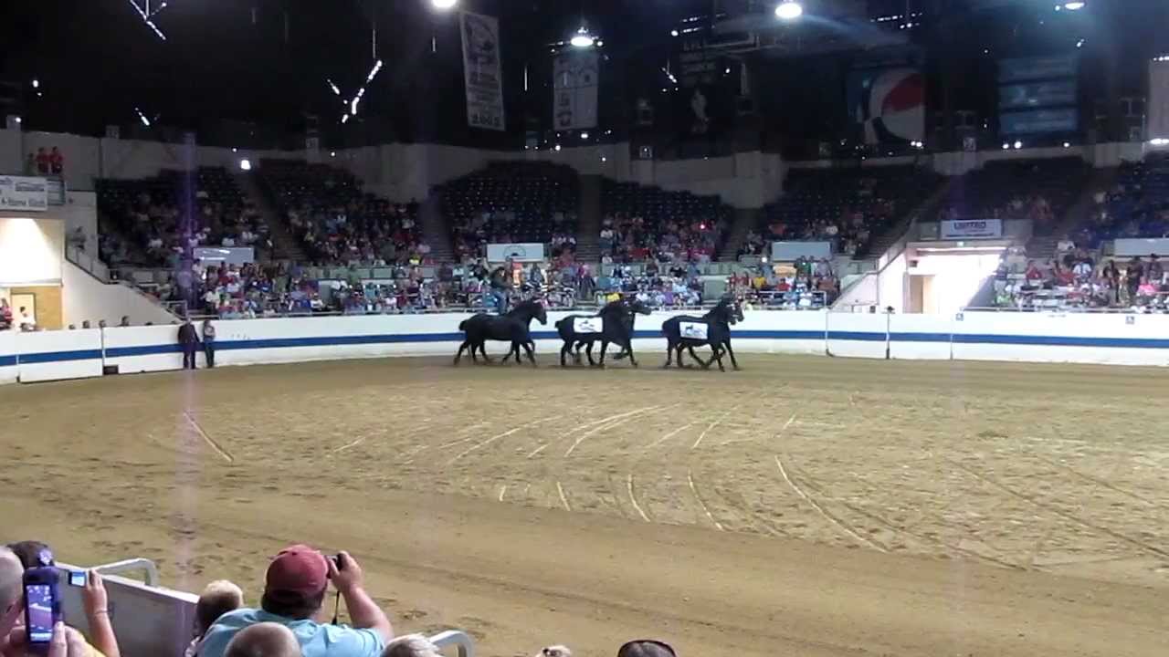 Jason Goodman Percheron Thunder Roman Riding Indiana State Fair 2012 ...