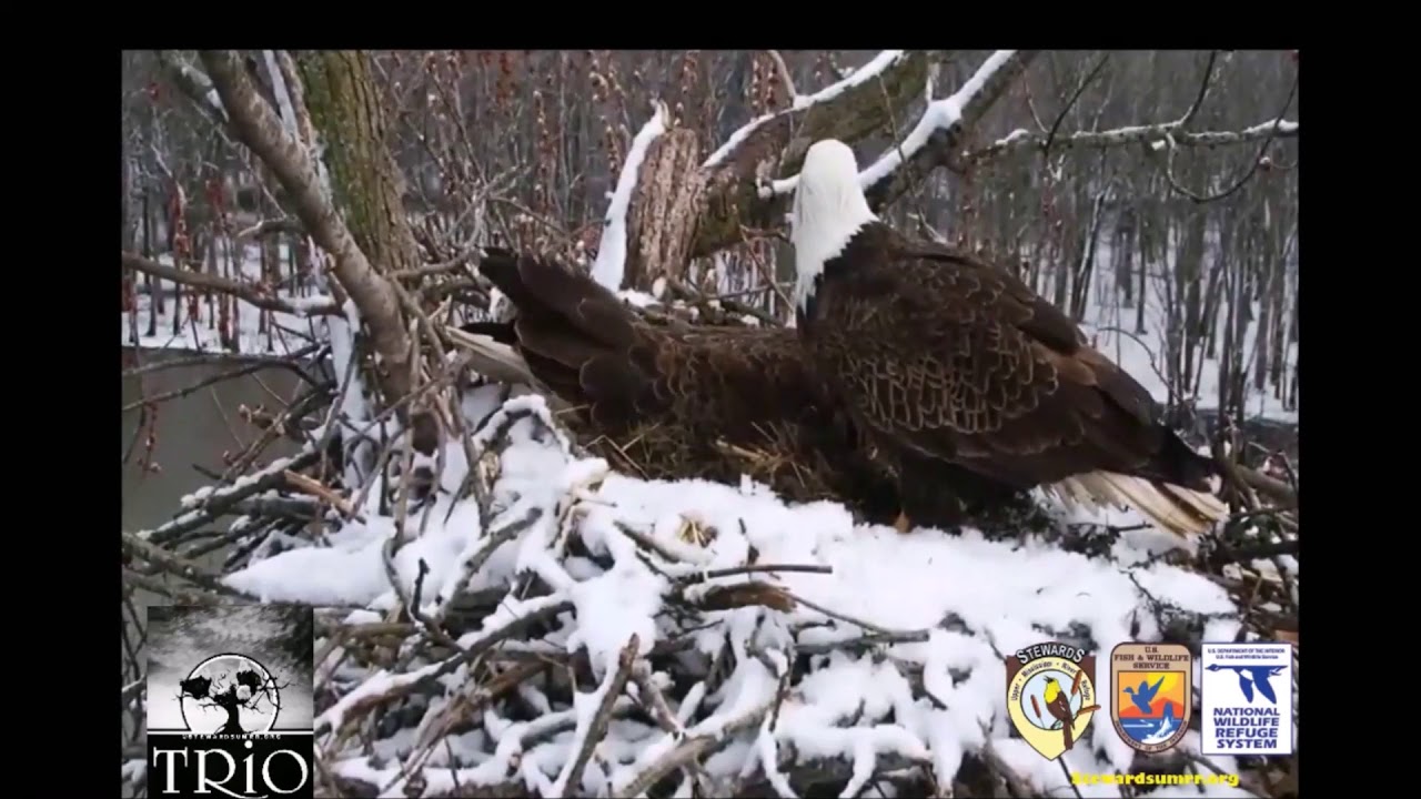 IL Trio Eagles: In, Out, & Back In 3-14-20 - YouTube