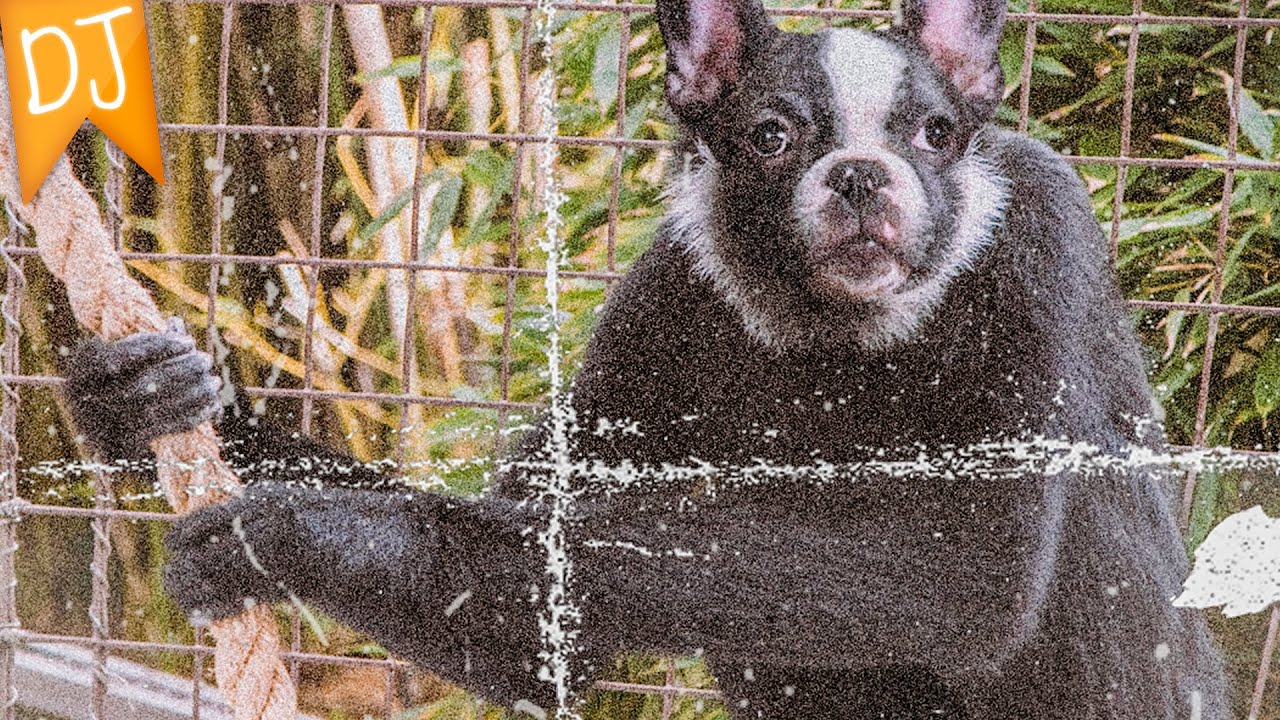 A Gibbon Dog Hybrid! - Funny Photoshops #64 - YouTube