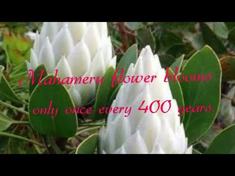 Mahameru flower in himalaya|| Mahameru which blooms only once every 400 ...