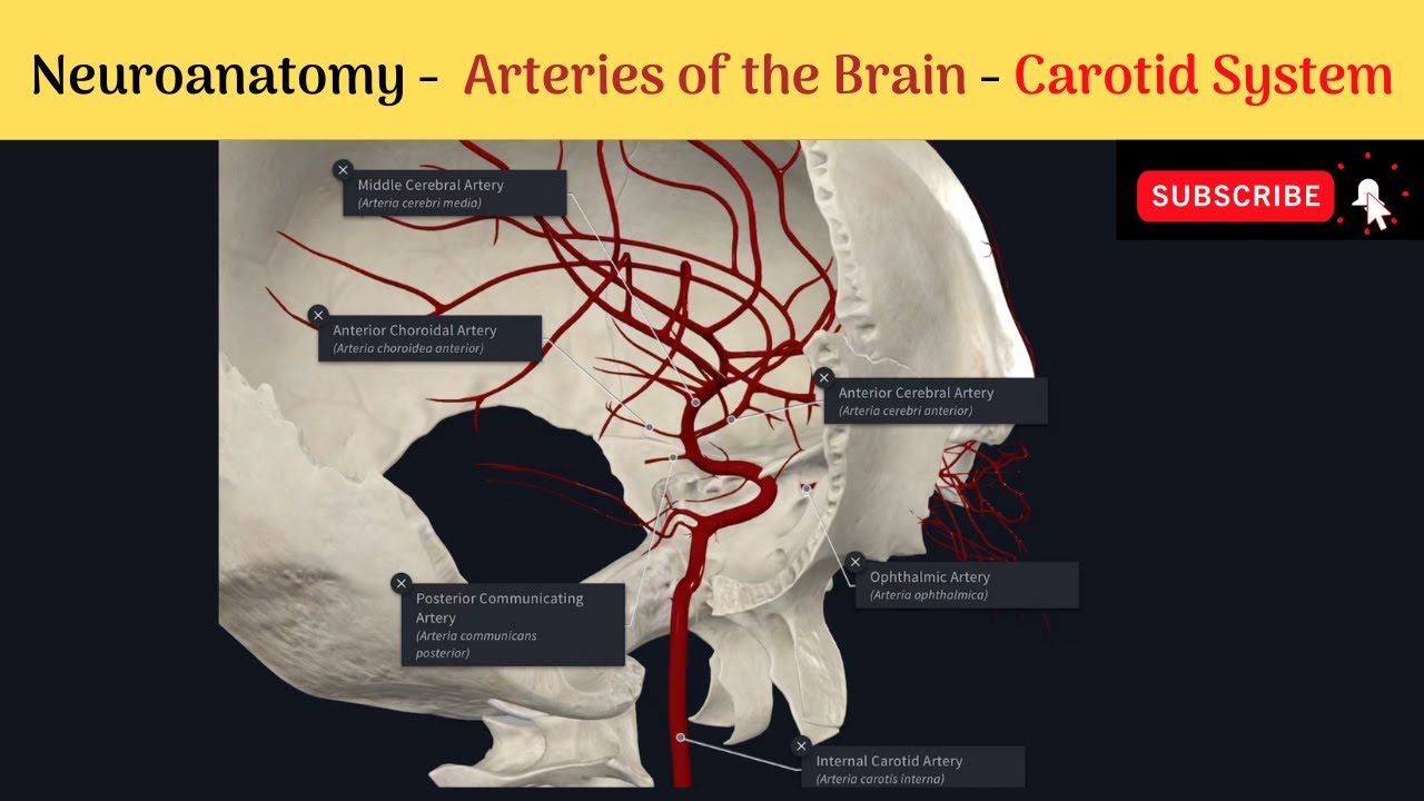 Arteries of the Brain - Carotid System #Anatomy #mbbs #education - YouTube
