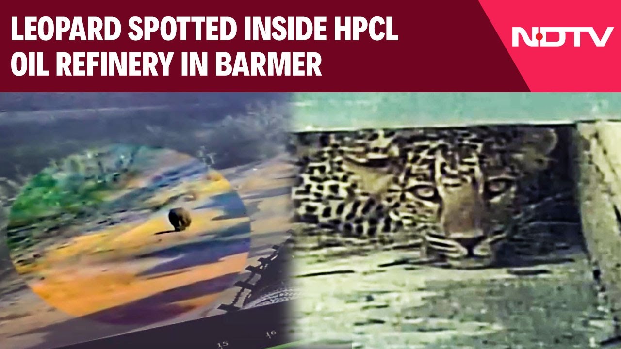 Leopard Spotted Inside HPCL Oil Refinery In Barmer - YouTube