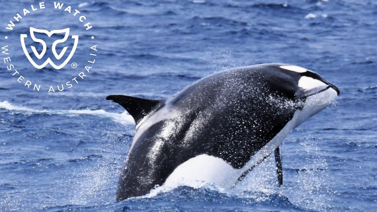 Experience the Extraordinary Orca of Bremer Bay - YouTube