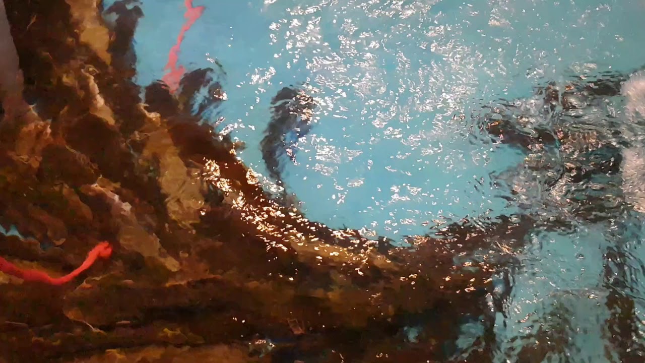 수족관에 매기가 가득..메기매운탕 맛집! 반구정 나루터~korea food/catfish - YouTube