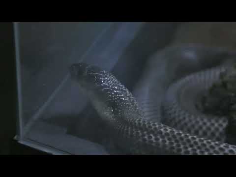 korkunç Yılan. zehirli çıngıraklı kobra yılanı kafeste.