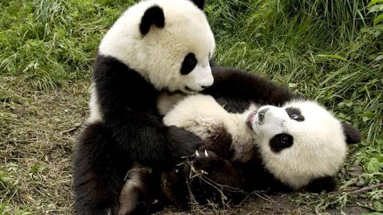 Pandas One Hour Version 007 012 YouTube Pandas One Hour Version 007 012 YouTube