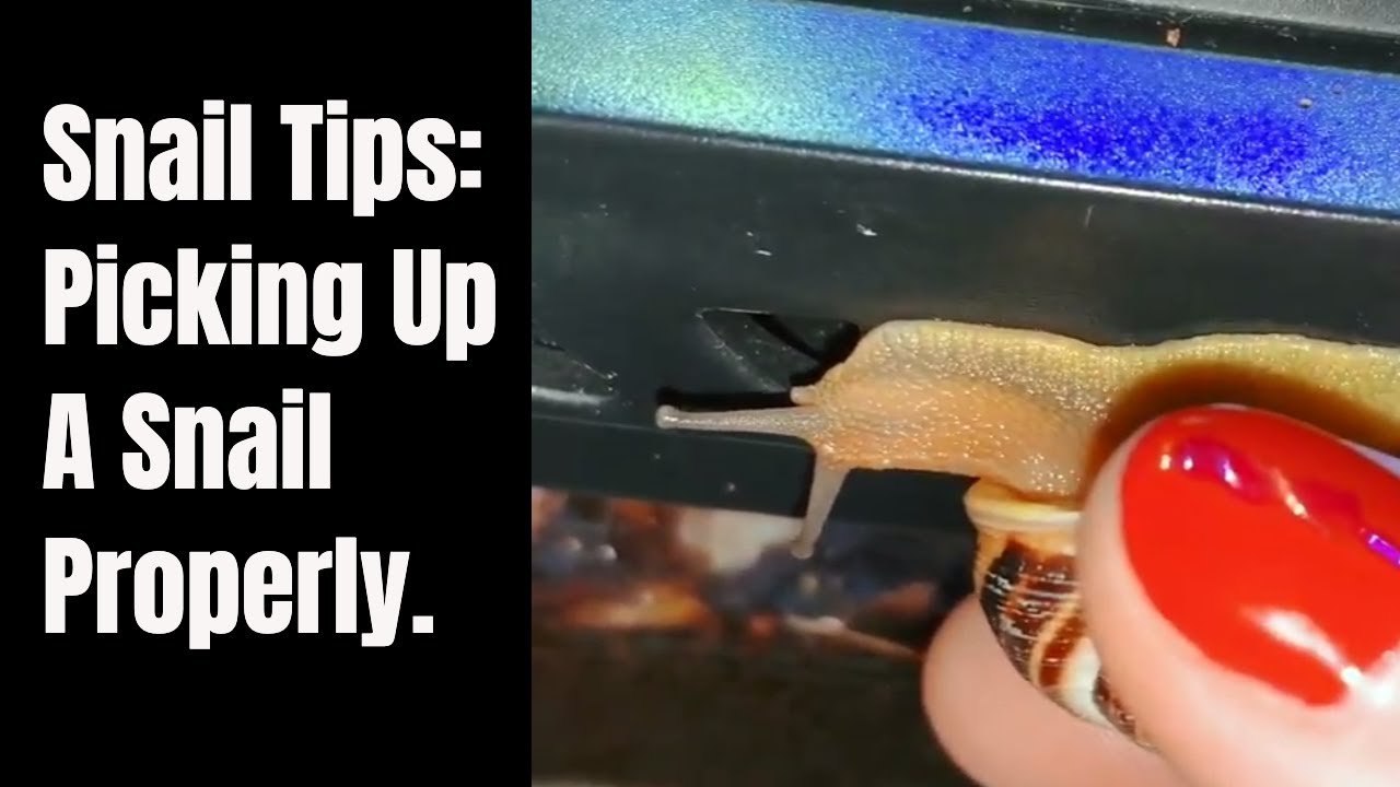 Snail Tip: Picking Up Your Snail Properly - YouTube