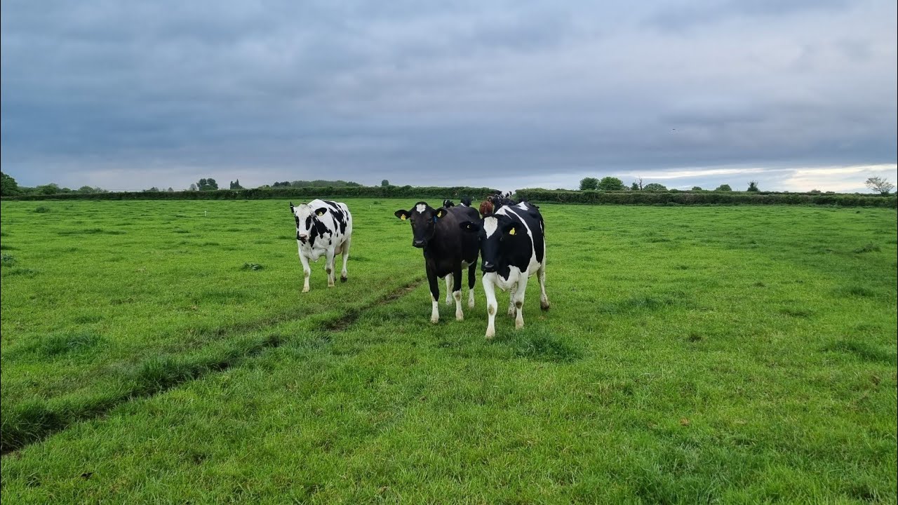 Dairy farmers morning routine, the outside jobs. - YouTube