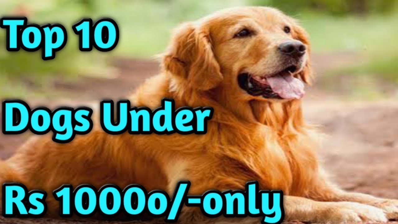 2020 - Top 10 Dogs Under Rs 10,00o/-only - dogs biography - YouTube