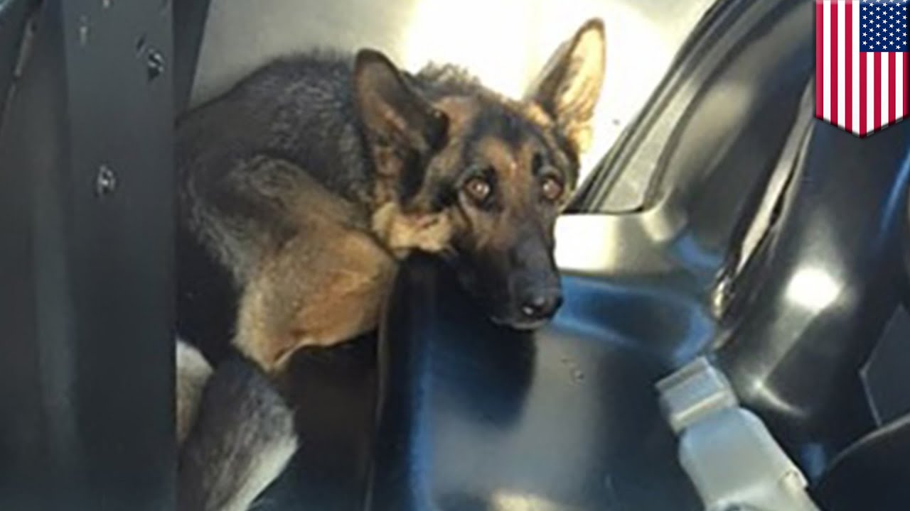 Dog falls off truck on US Highway 99 and survives on median for five ...