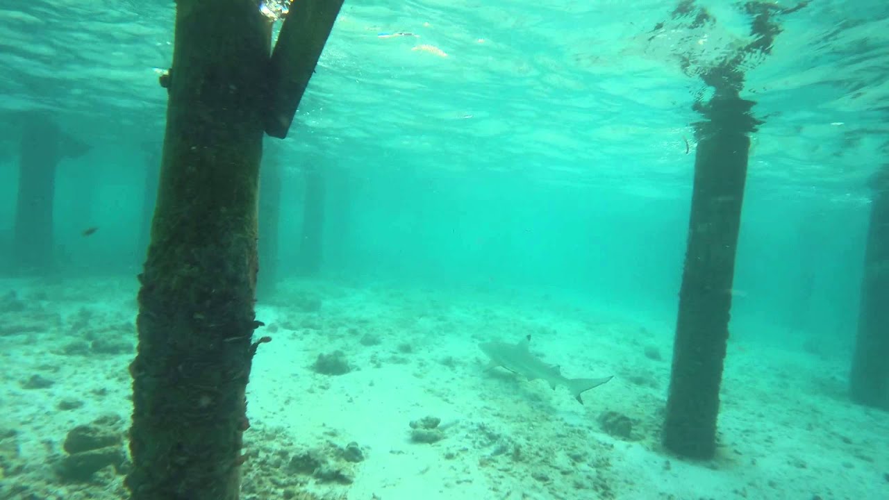 REQUIN maldives meeru shark 2013 - YouTube