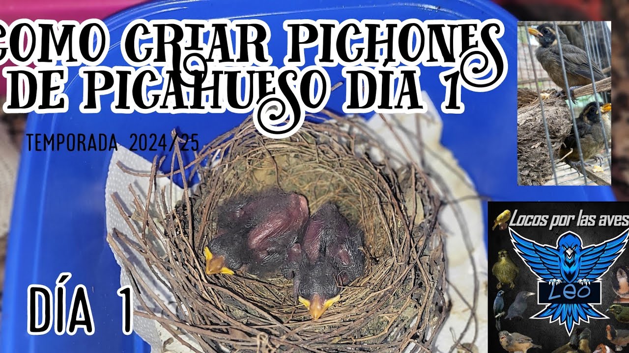 Como criar pichones de picahuesos día 1 alimentacion - YouTube