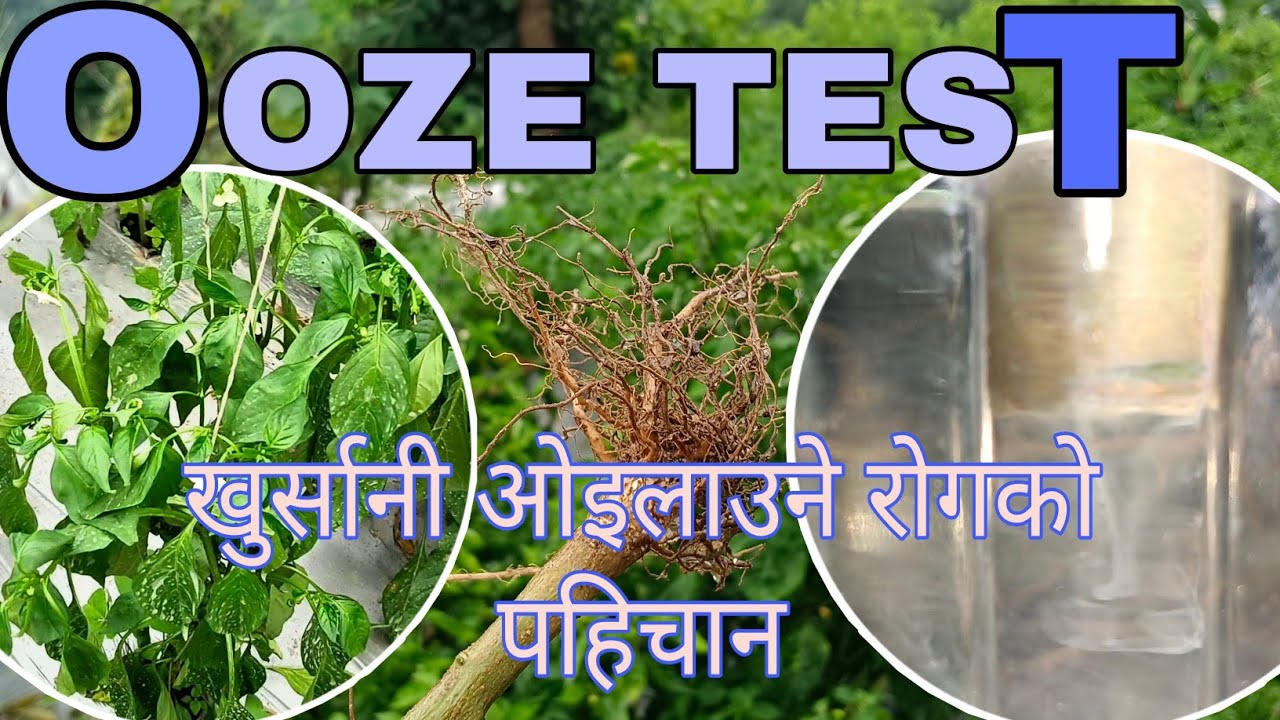 ओइलाउने रोग पहिचान तथा परीक्षण | OOZE TEST | Bacterial test - YouTube
