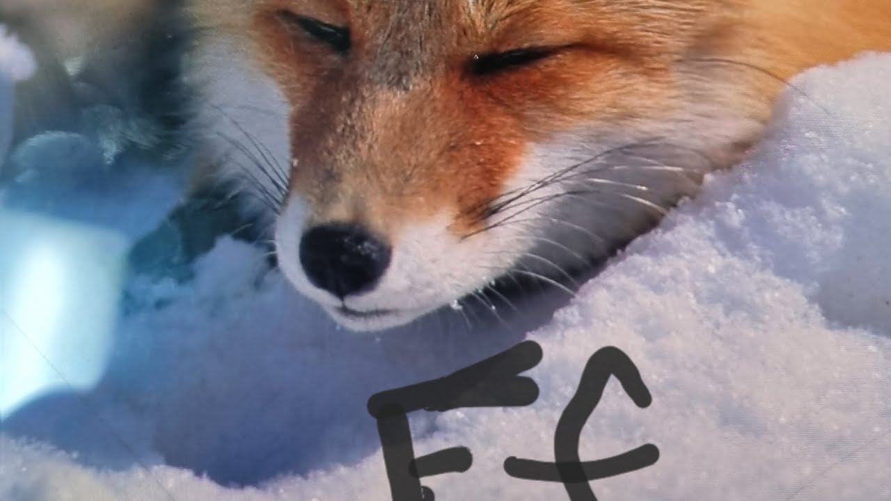 F ANIMALS - YouTube