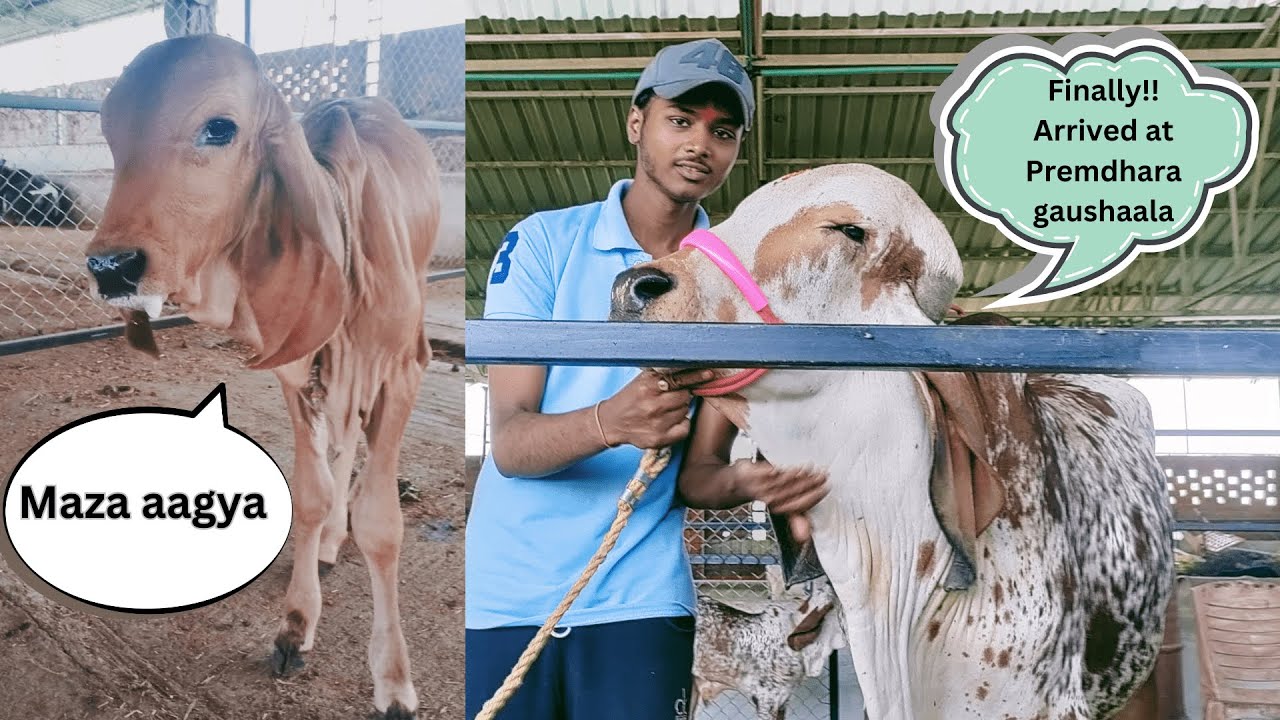 Vlog - 5 Finally!! Gaumaata arrived at our gaushaala - YouTube