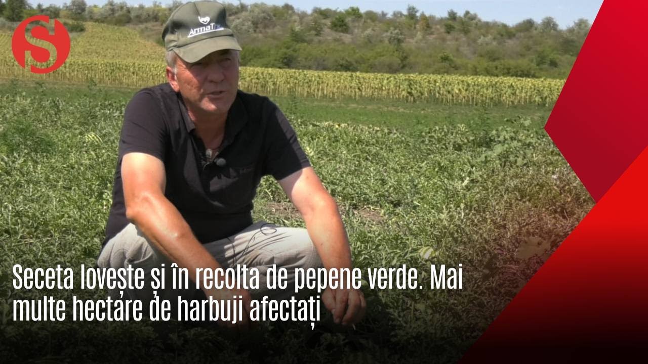 Seceta a compromis și recolta de pepene verde - YouTube