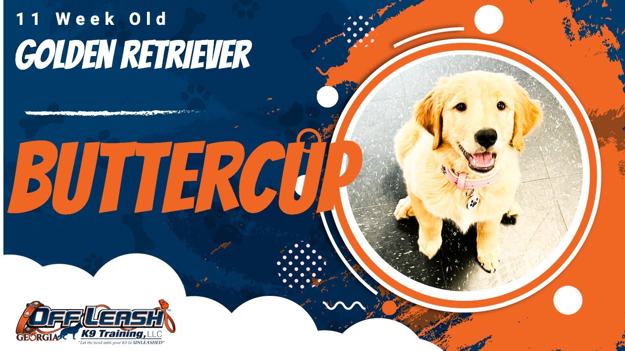 Buttercup | 11 Week Old Golden Retriever | 1 Week Puppy Board & Train ...
