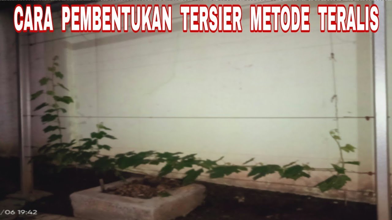 CARA PEMBENTUKAN TERSIER METODE TERALIS - YouTube
