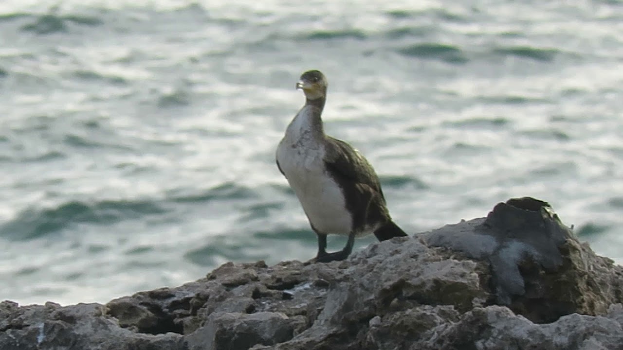 Corvo-marinho-comum /Great Cormorant (Phalacrocorax carbo) pousado na ...
