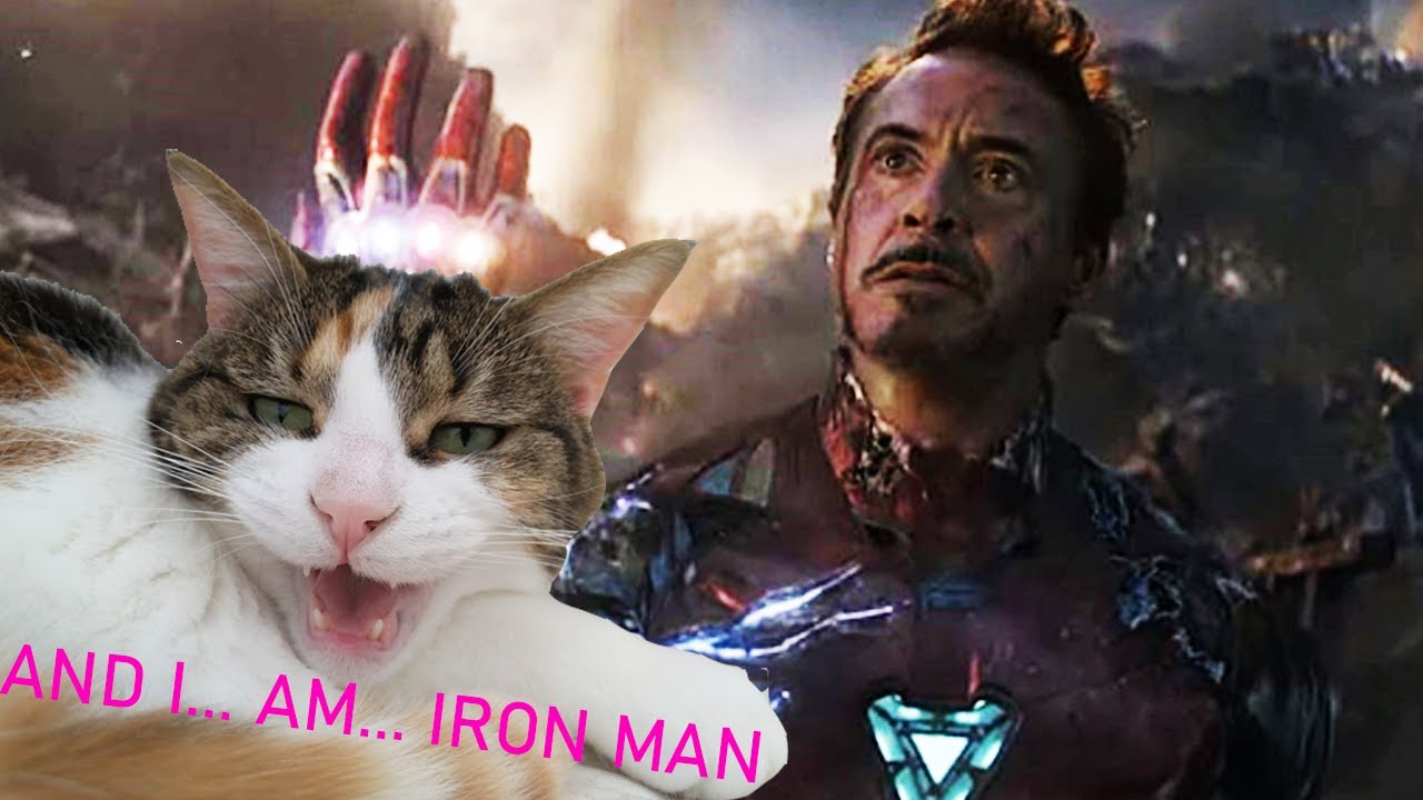 CATS REACT! | e01 Avengers Endgame - YouTube