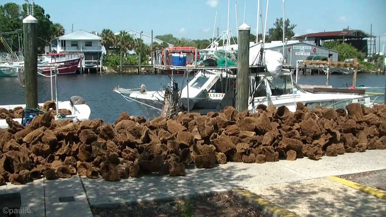 Tarpon Springs, FL, sponges, Terns, Manatee - YouTube