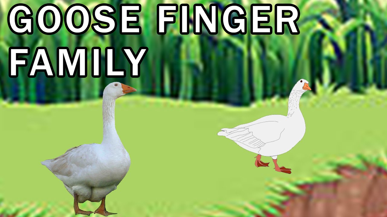 Goose Finger Family | Bird Finger Family - YouTube