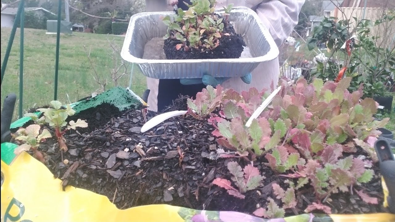 How to #transplant #radishes to their permanent home - YouTube